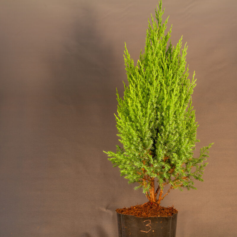Basisvorming van een Juniperus chinensis 'Stricta' - Bonsai Vlaanderen