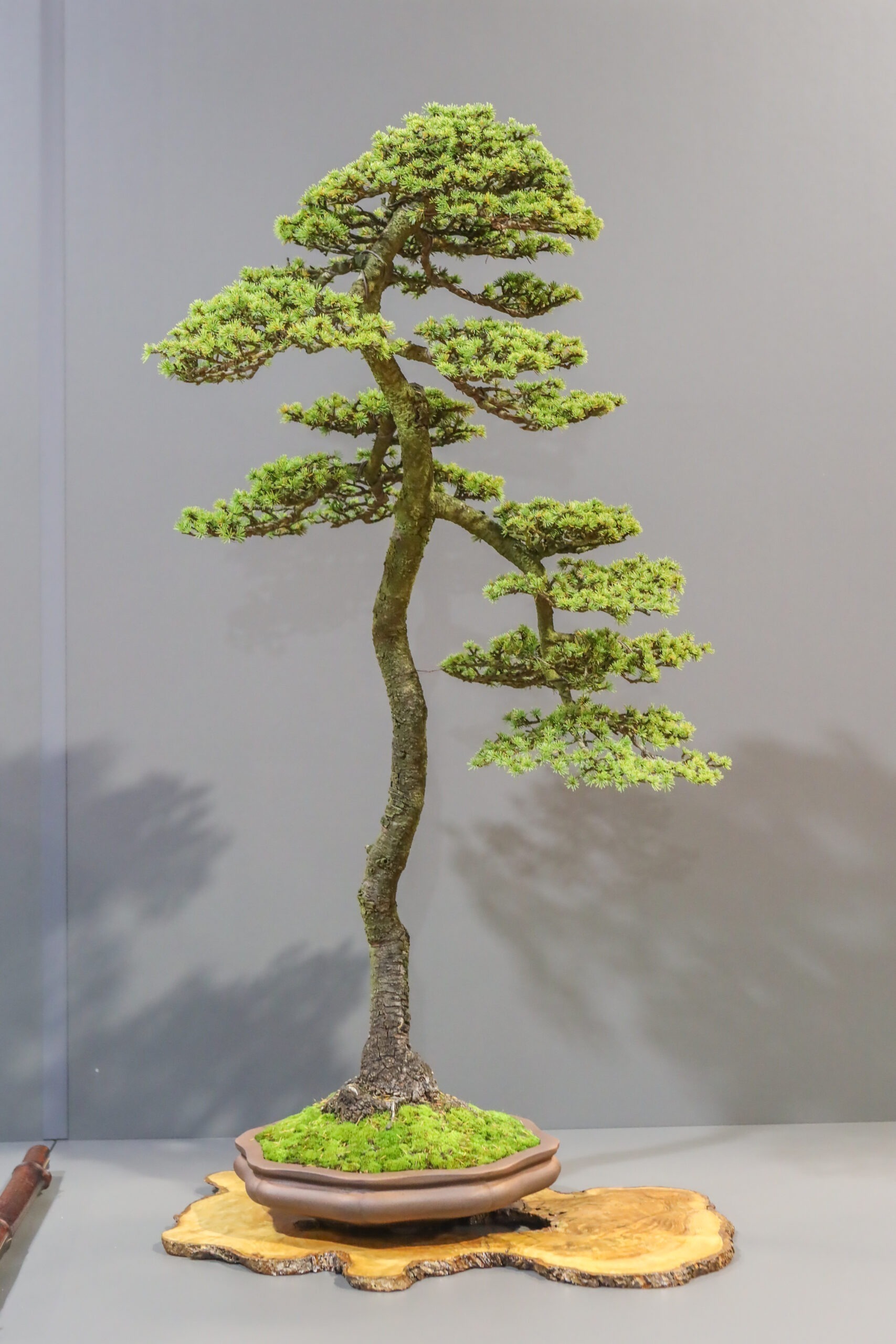 Project kwekerijplanten 3 Cedrus deodara - Bonsai Vlaanderen